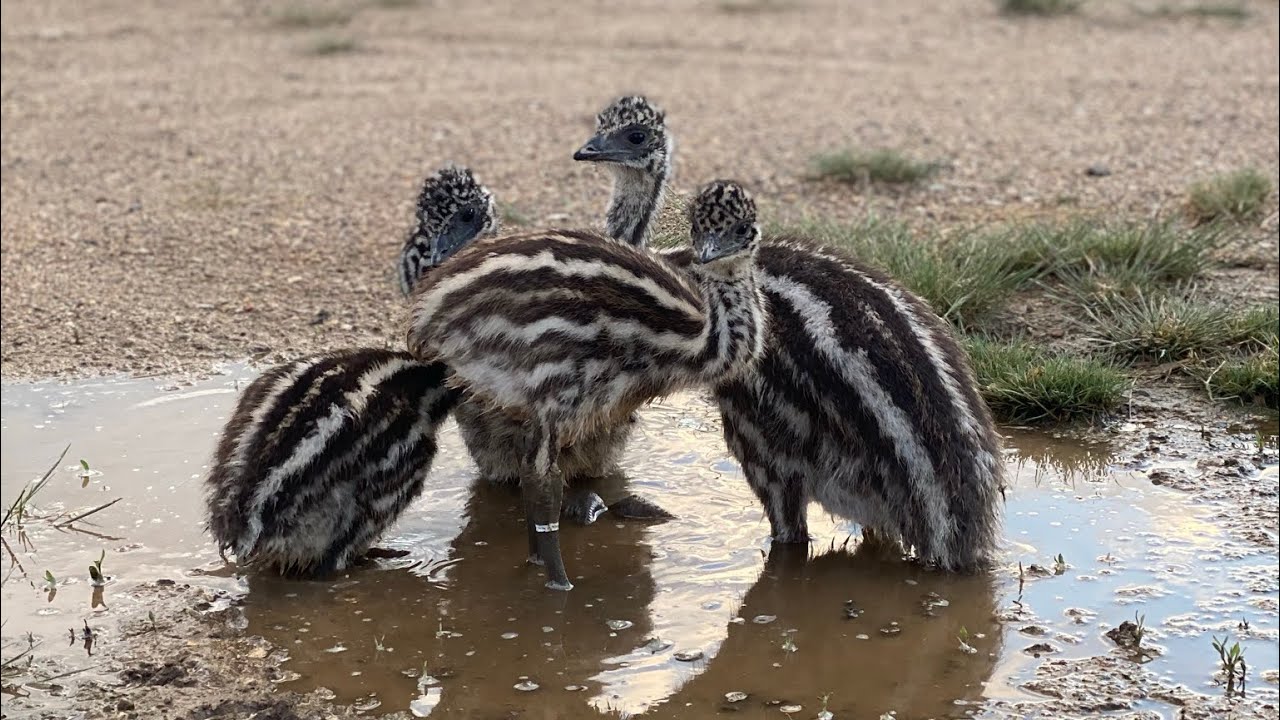 Baby Emus Cooling Off with a Sprinkler - YouTube