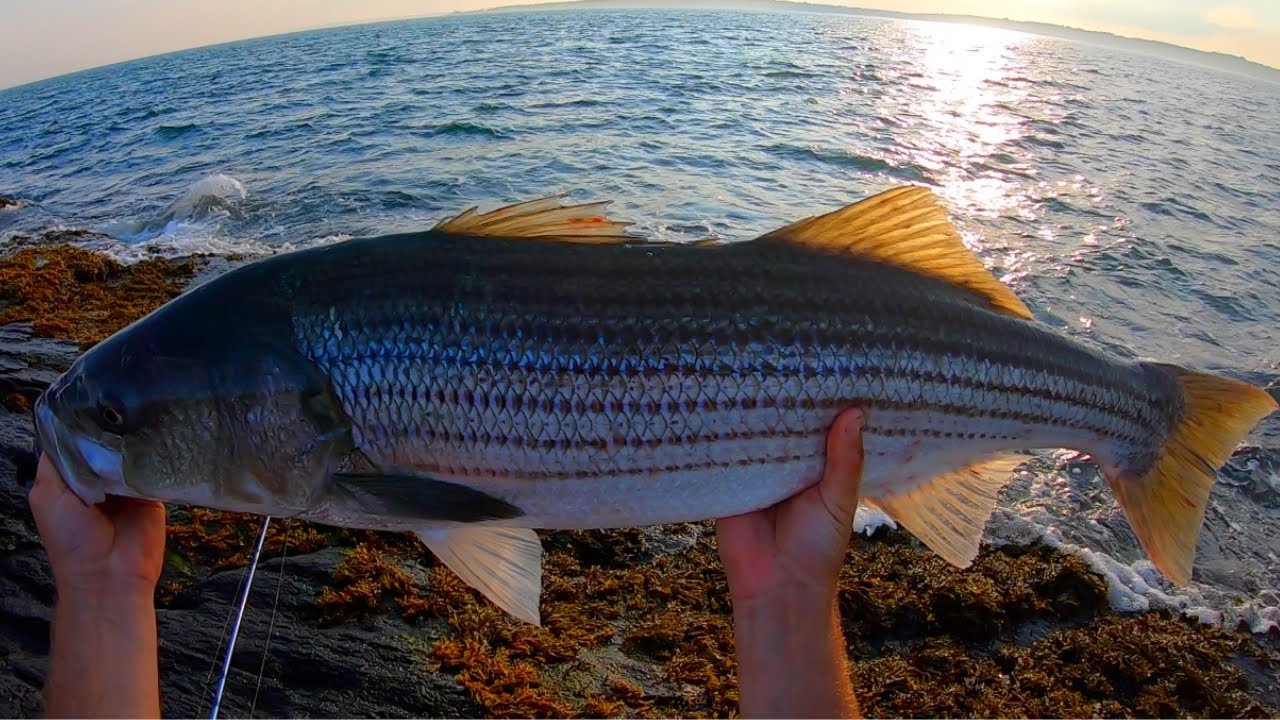 Shore Fishing Rhode Island For Striped Bass & Bluefish (Hot Bite) - YouTube