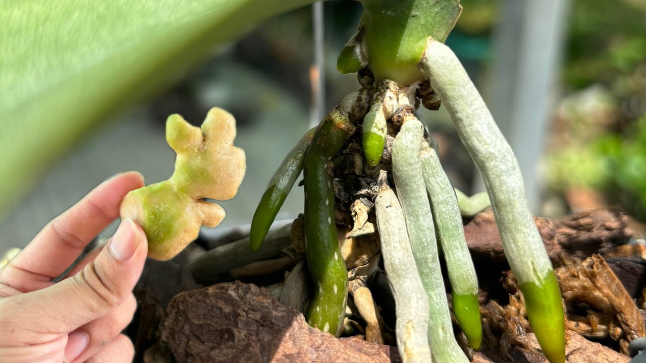 Just pour a spoonful into the roots and even the weakest roots will ...