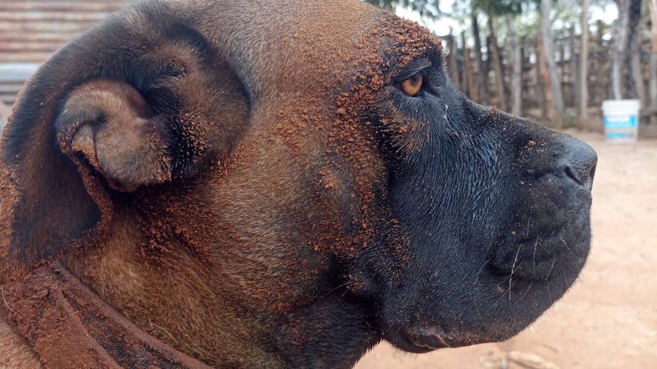 Daily routine for a small dog breeder - YouTube