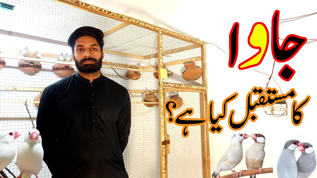 Future of Java Finch| Visit Bilal Shiekh Aviary| 16-10-22| - YouTube