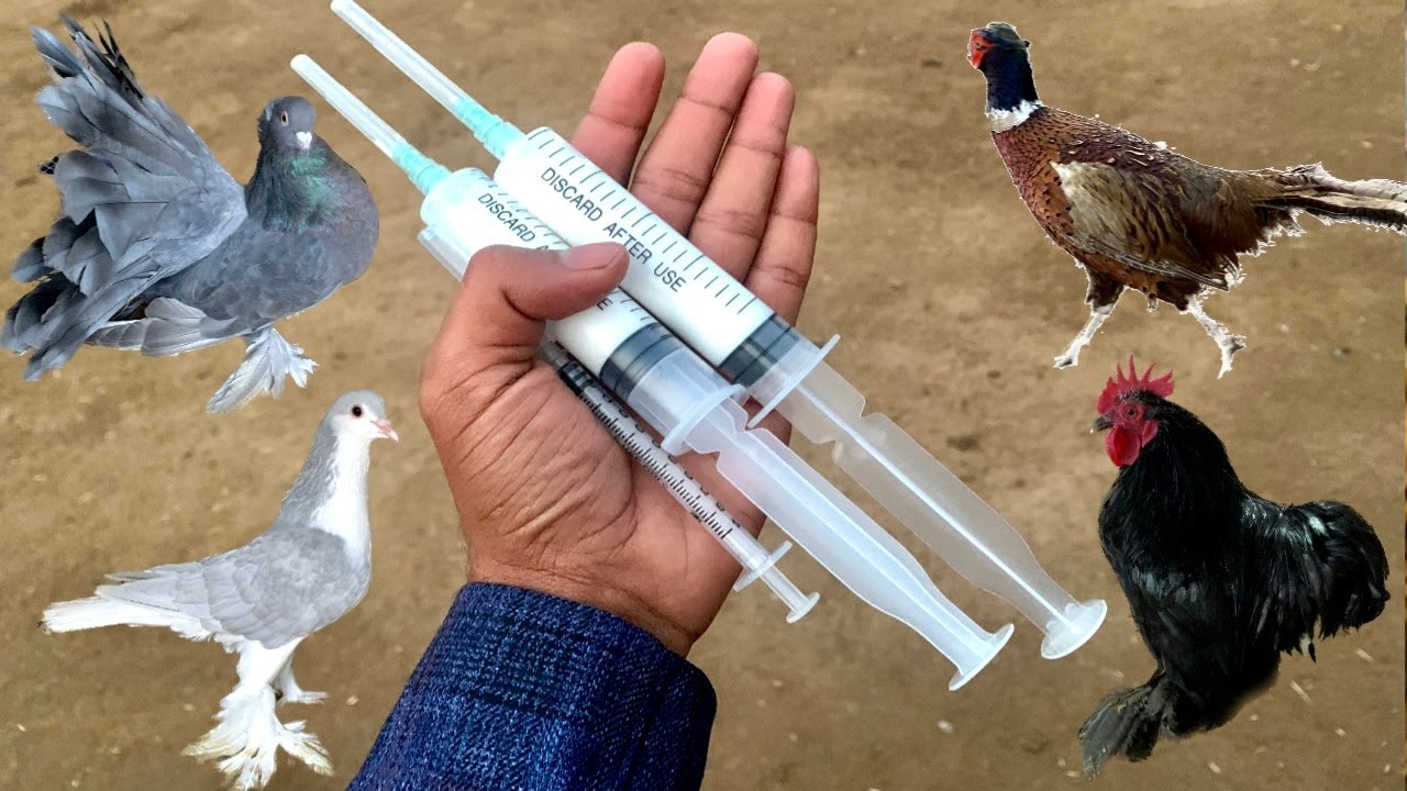 Sara prindo ko vaccine kr Di..Humara pheasant akela ho Gayá..😔😔😔 - YouTube