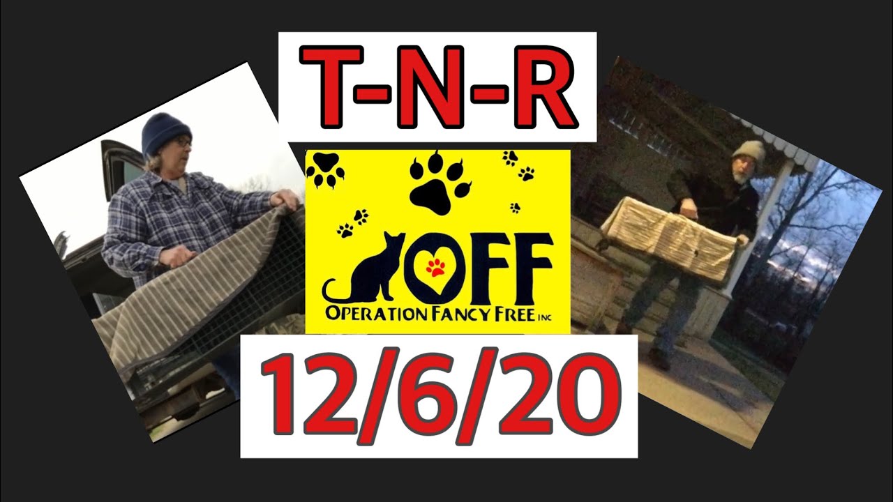 Trapping feral cats Trap Neuter Return TNR 12/6/20 colony of 26 part 2 ...