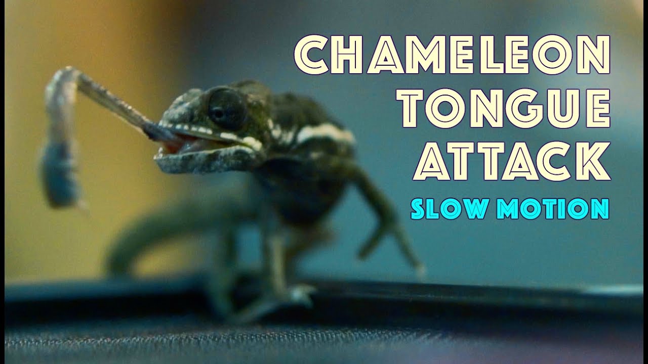 Chameleon Tongue Attack in Slow Motion at Repticon Tampa - YouTube