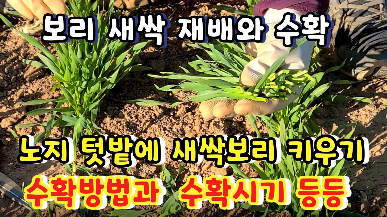 텃밭 새싹 보리 재배와 수확 노지에 보리 새싹 키우기 보리 씨앗 파종 후 수확 시기와 수확 방법 Youtube