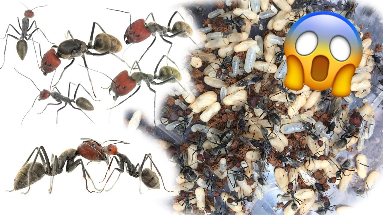 My Process Of Catching A Camponotus Singularis Ant Nest. - YouTube