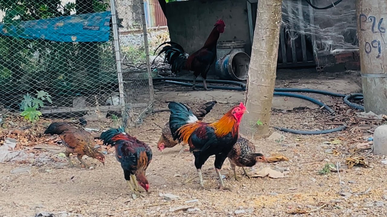 5 brother chicken fighter 😨 - YouTube