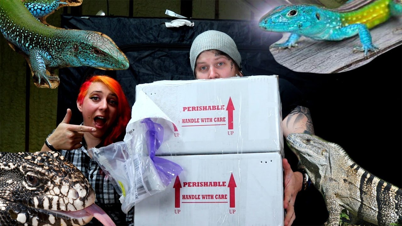 Biggest Reptile Unboxing We Have Ever Had!!! [Over 25 Reptiles] - YouTube