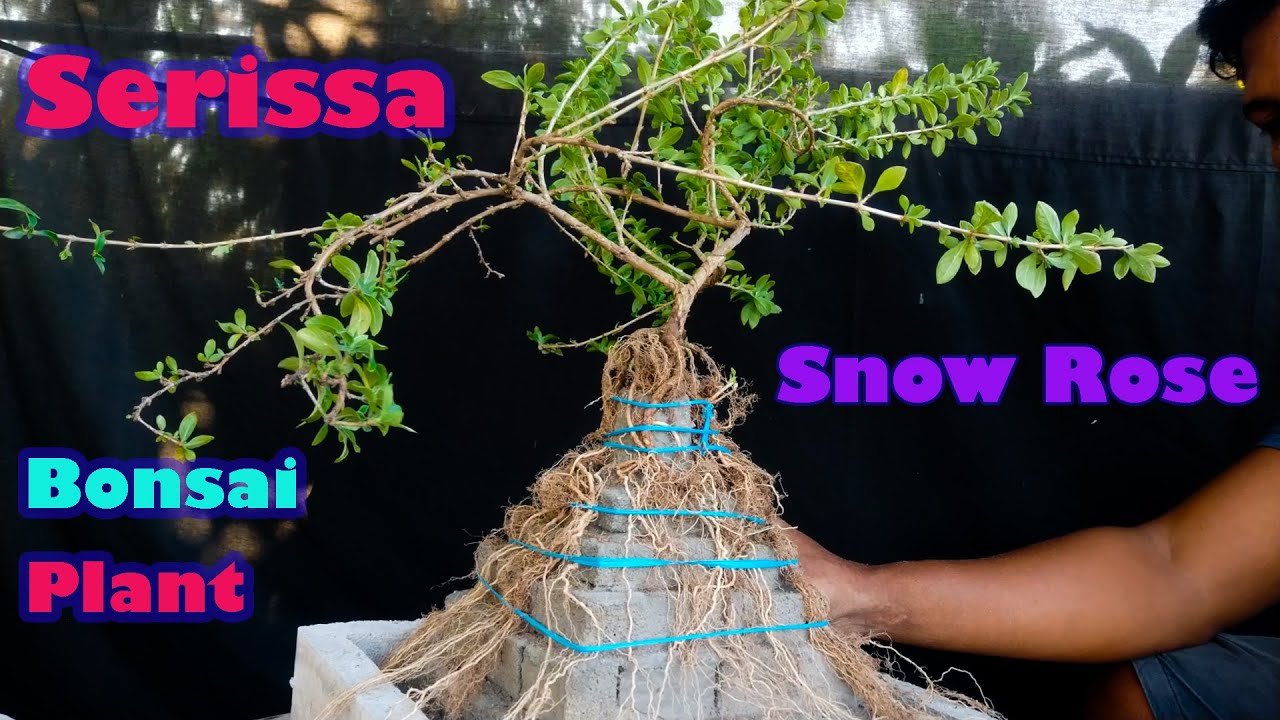 Serissa/Snow Rose Bonsai Plant Care//Samaresh Bonsai//2020// - YouTube