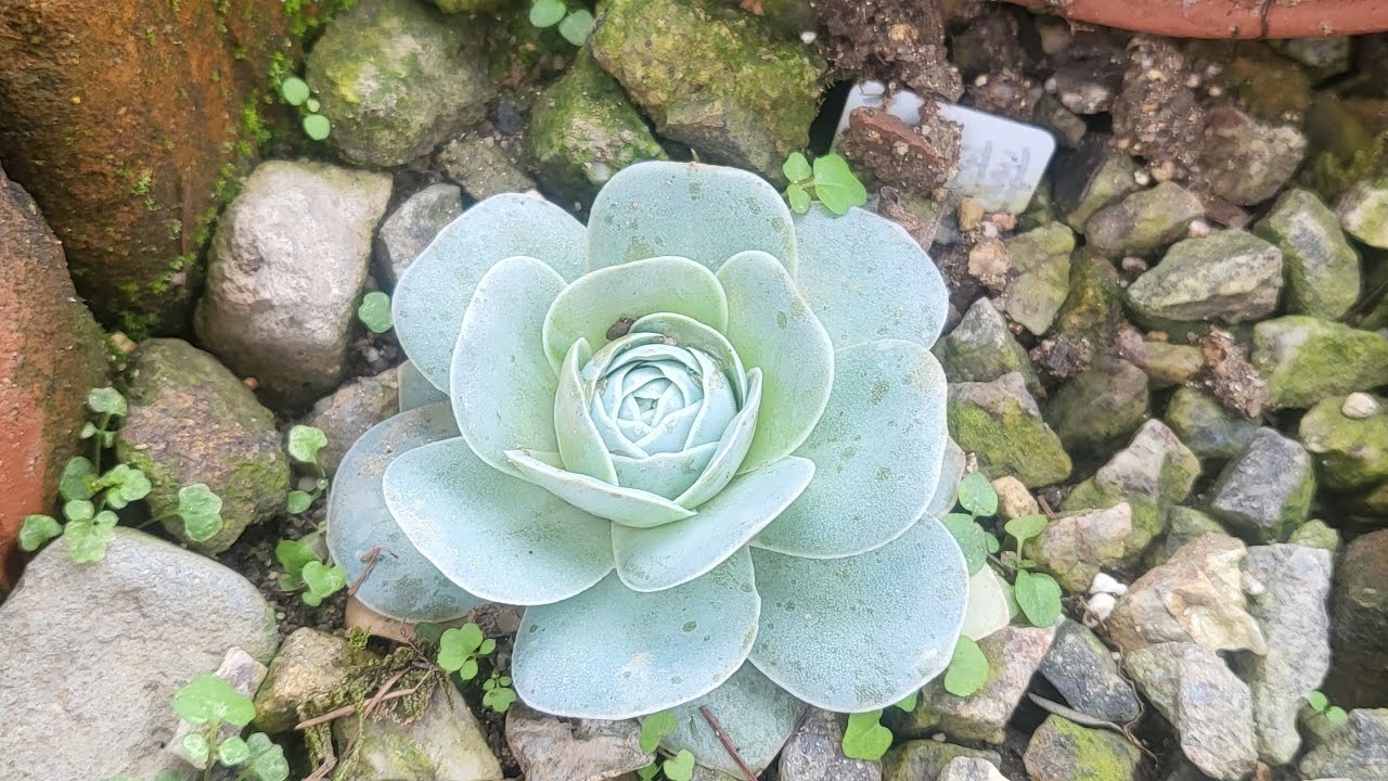 연화바위솔 매력에 빠져보실래요 어싱 맨발걷기 앵무새 제주연화바위솔 울릉도 연화바위솔 진주바위솔 포천바위솔 문어 왕거미