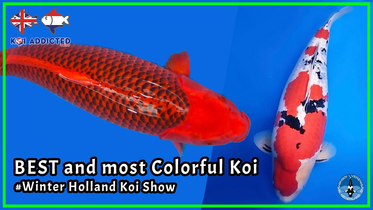 The BEST colorful KOI in Show! Award winning Koifish | Koi Addicted ...
