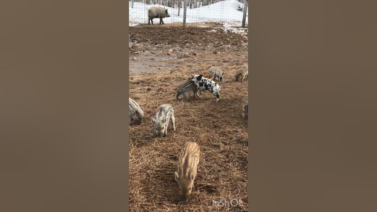 Кабанчики - YouTube