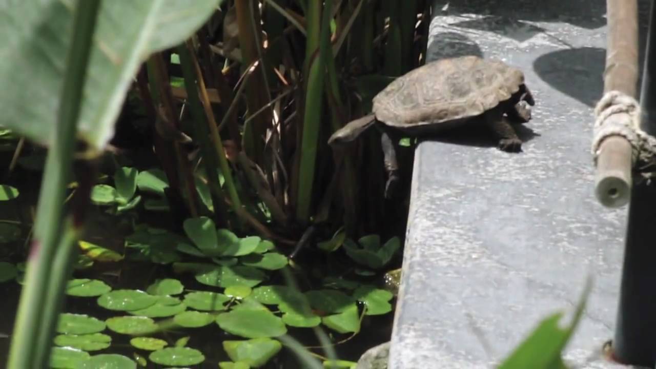 La La Wee La La Woo - Parry Gripp - YouTube