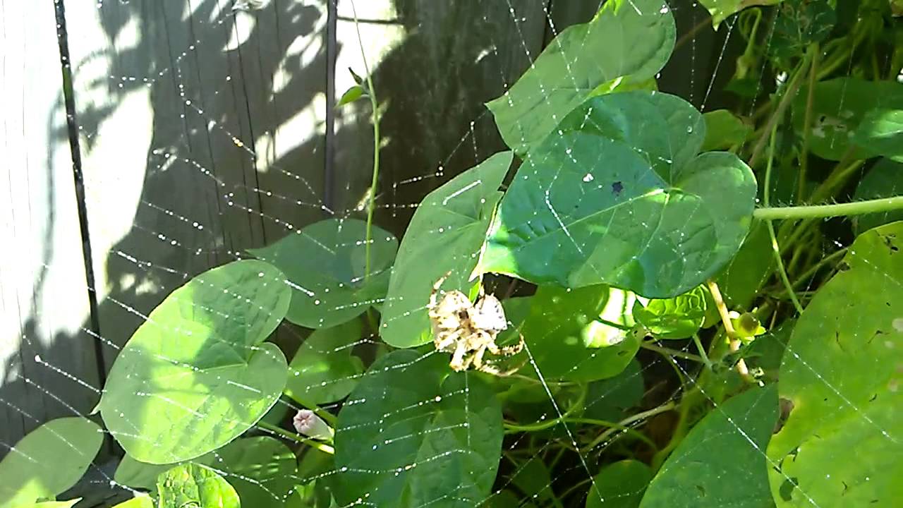 Spider wrapping up its food for later. - YouTube