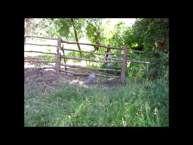 Homemade Fence Out Of Tree Stakes