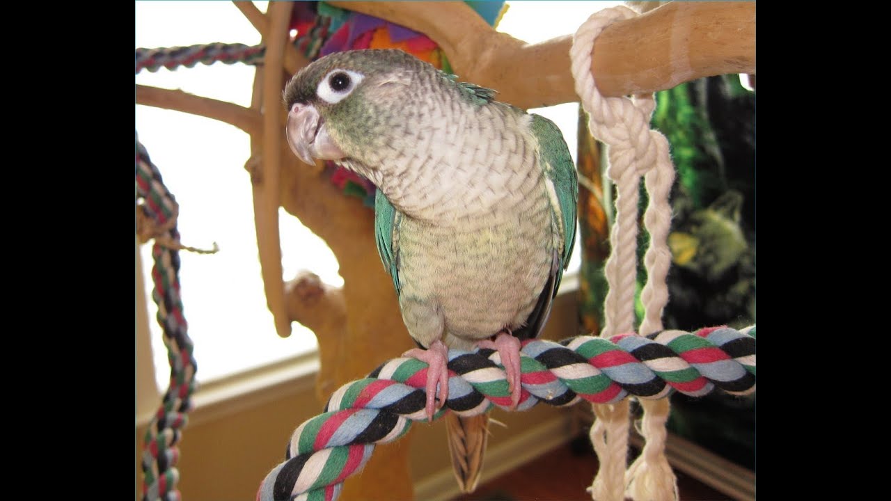 Turquoise Yellow Sided Green Cheek Conure -- Leelah - YouTube