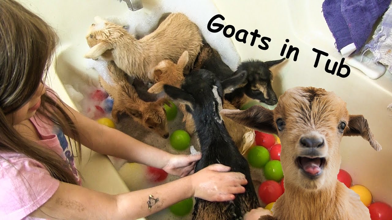 Baby Goats in My Bathtub ! - YouTube