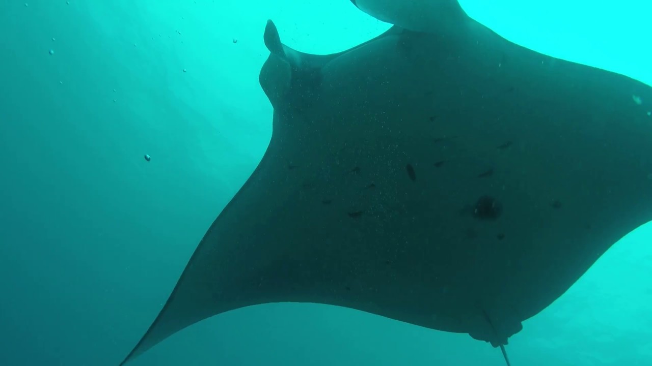Manta Dive Manta Point Bali - YouTube