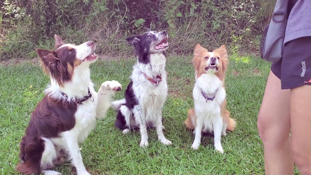 Amazing Dog Tricks - YouTube