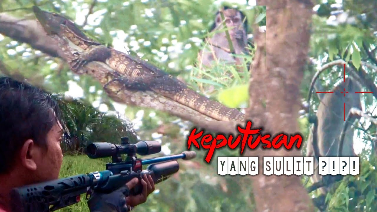 Berburu biawak // di sarang monyet ekor panjang - YouTube