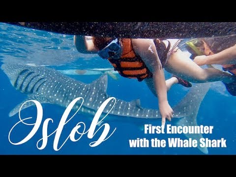 FIRST ENCOUNTER WITH THE WHALE SHARK (BUTANDING), OSLOB CEBU TOUR 2019 ...