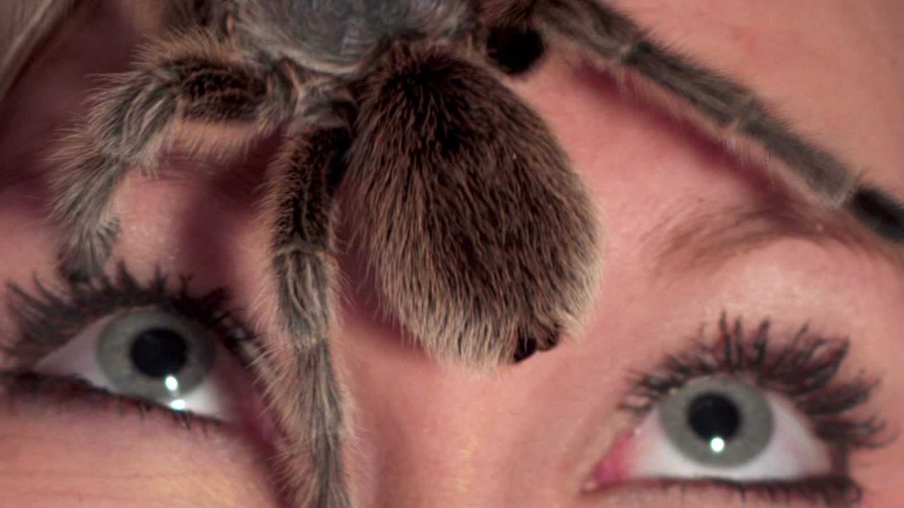 Tarantula Face - YouTube