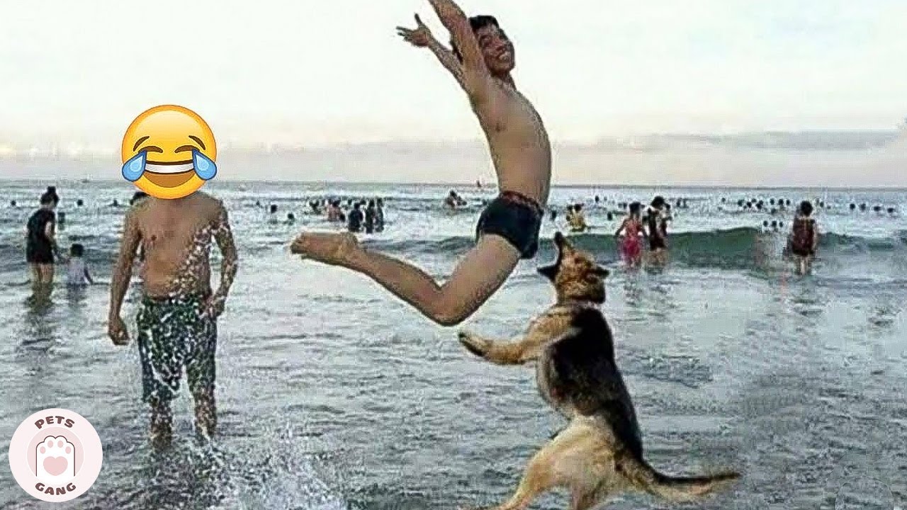 Dogs Make A Mess From Kitchen To Living Room | Funniest Dogs Ever - YouTube