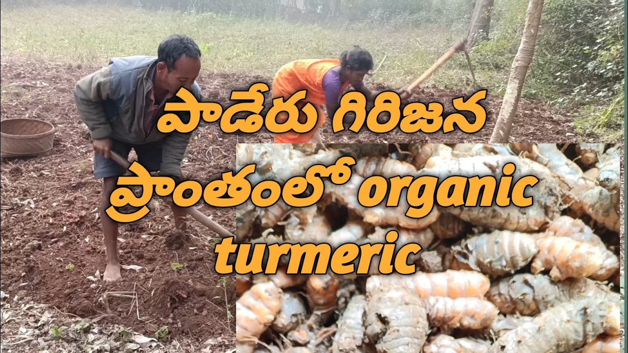 Organic turmeric in the Paderu tribal area || They are mining turmeric ...