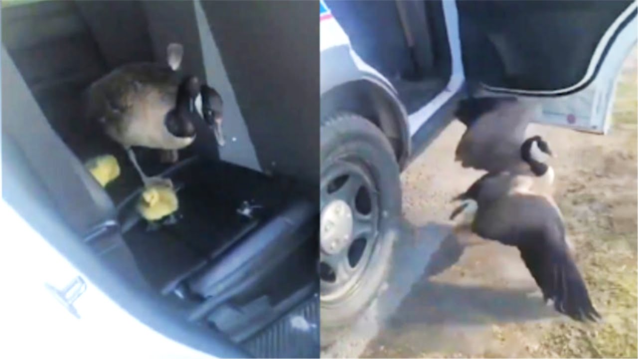 Ottawa police escort goose and goslings to river - YouTube