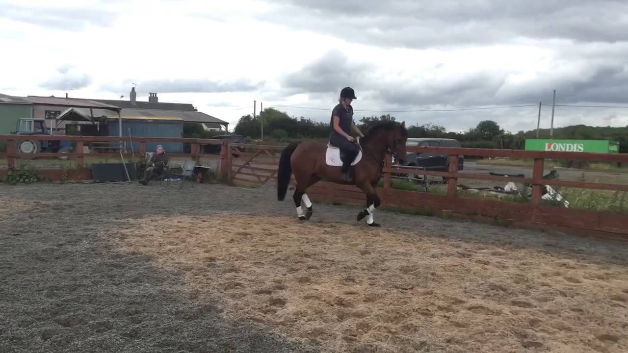 Sunny 16hh 2008 cavalier royale gelding - YouTube