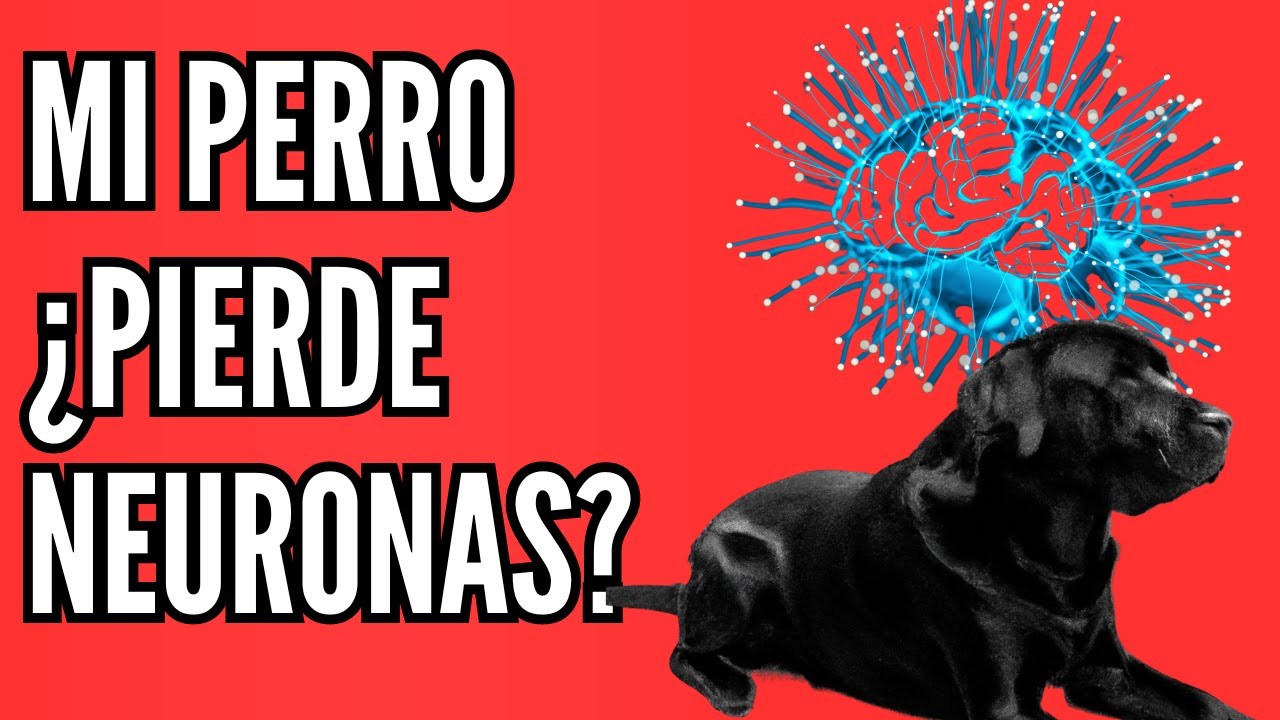 ¿Cómo mantener el cerebro de mi perro? - YouTube