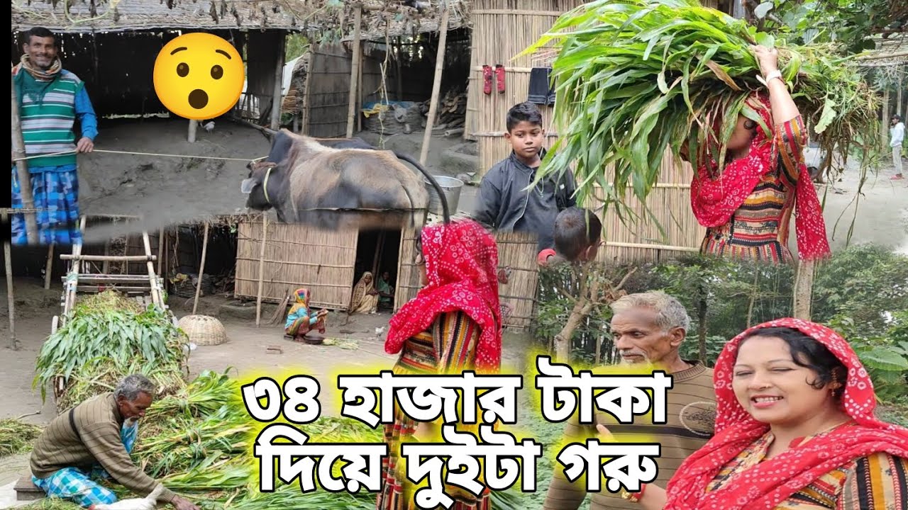 ৩৪ হাজার টাকা দিয়ে দুইটা গরু 😯 || Cow Video || Jaya Ghosh - YouTube