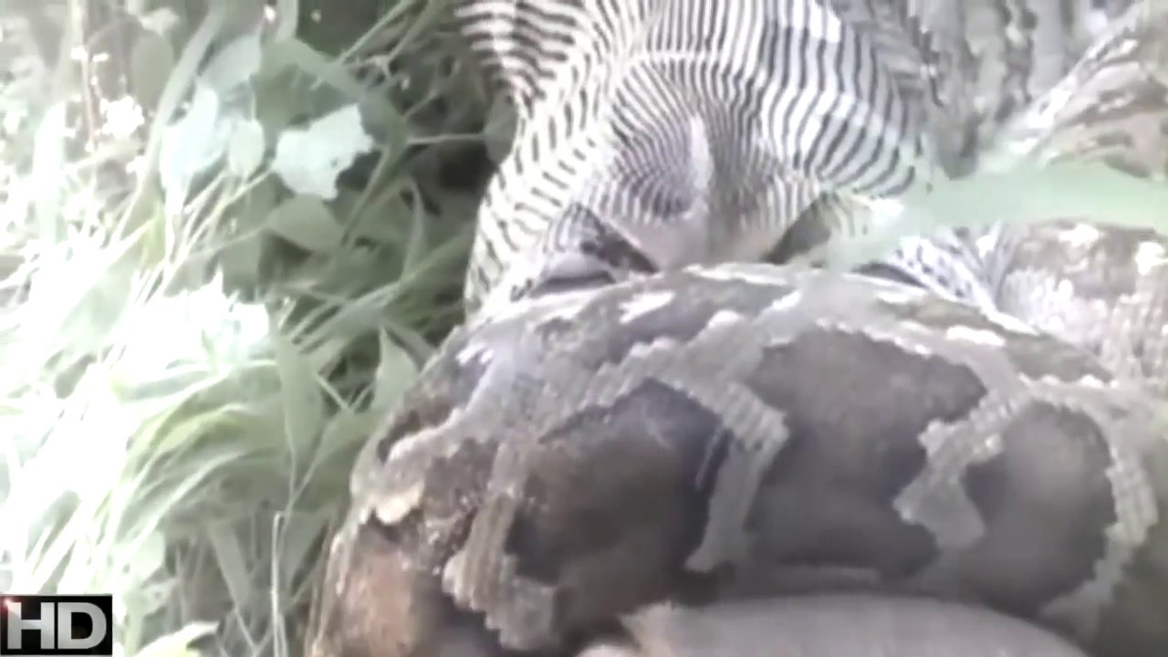 Most Amazing Wild Animal Attacks #12 Craziest Animal Fights Caught On ...