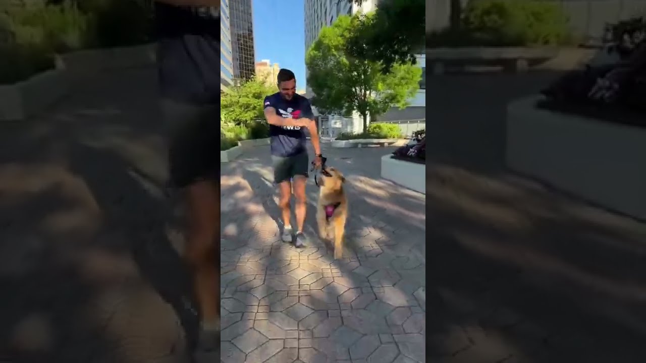 Teaching my dog to prance #goldenretriever #dogtraining - YouTube