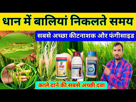 धान में बालियां निकलते समय बलियां सफेद और काले दाने की गारंटी से रोकथाम करने वाली दवा//Dhan ki kheti