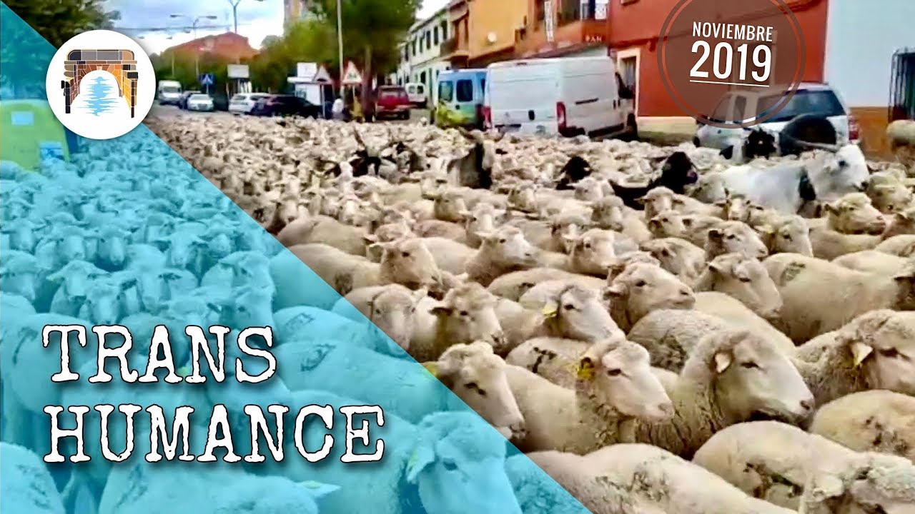 TRANSHUMANCE - YouTube