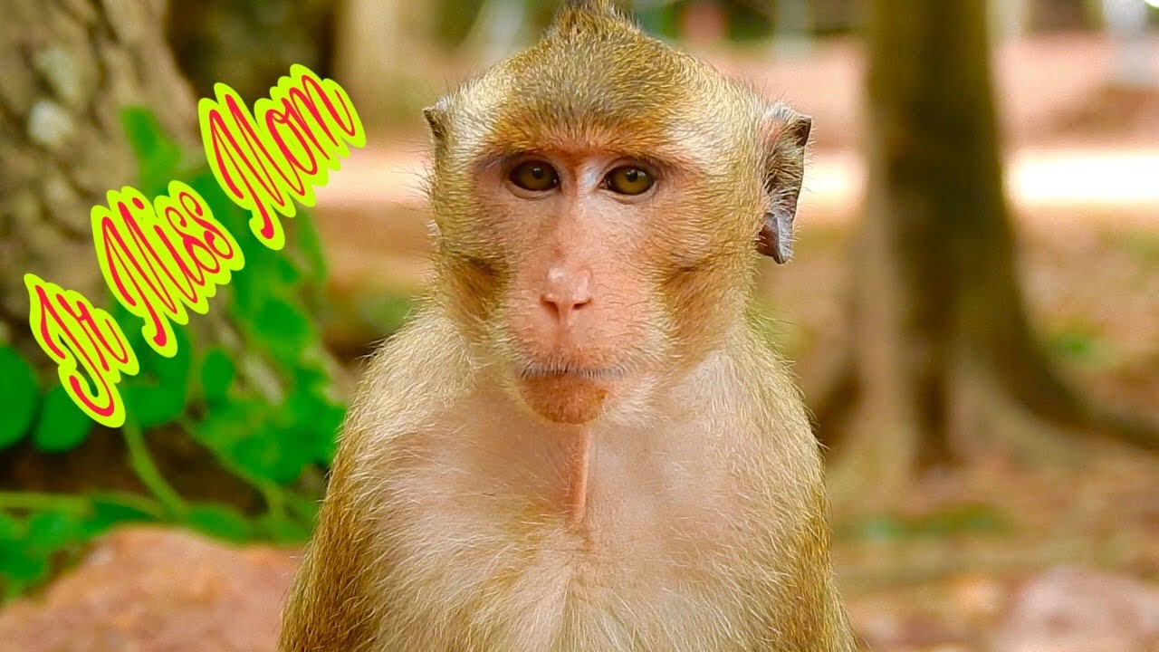 Monkey Brutus Jr Looks Like Miss His Mom Jill - YouTube