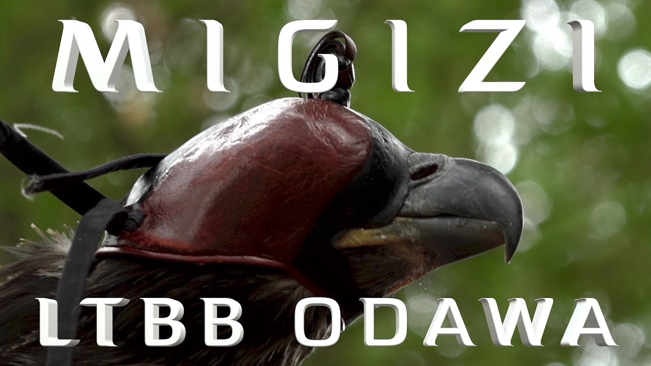 Tracking Bald Eagles - YouTube