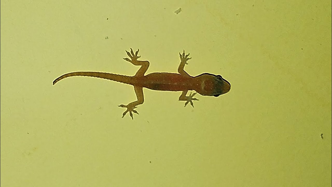 micro mini baby lizard - YouTube