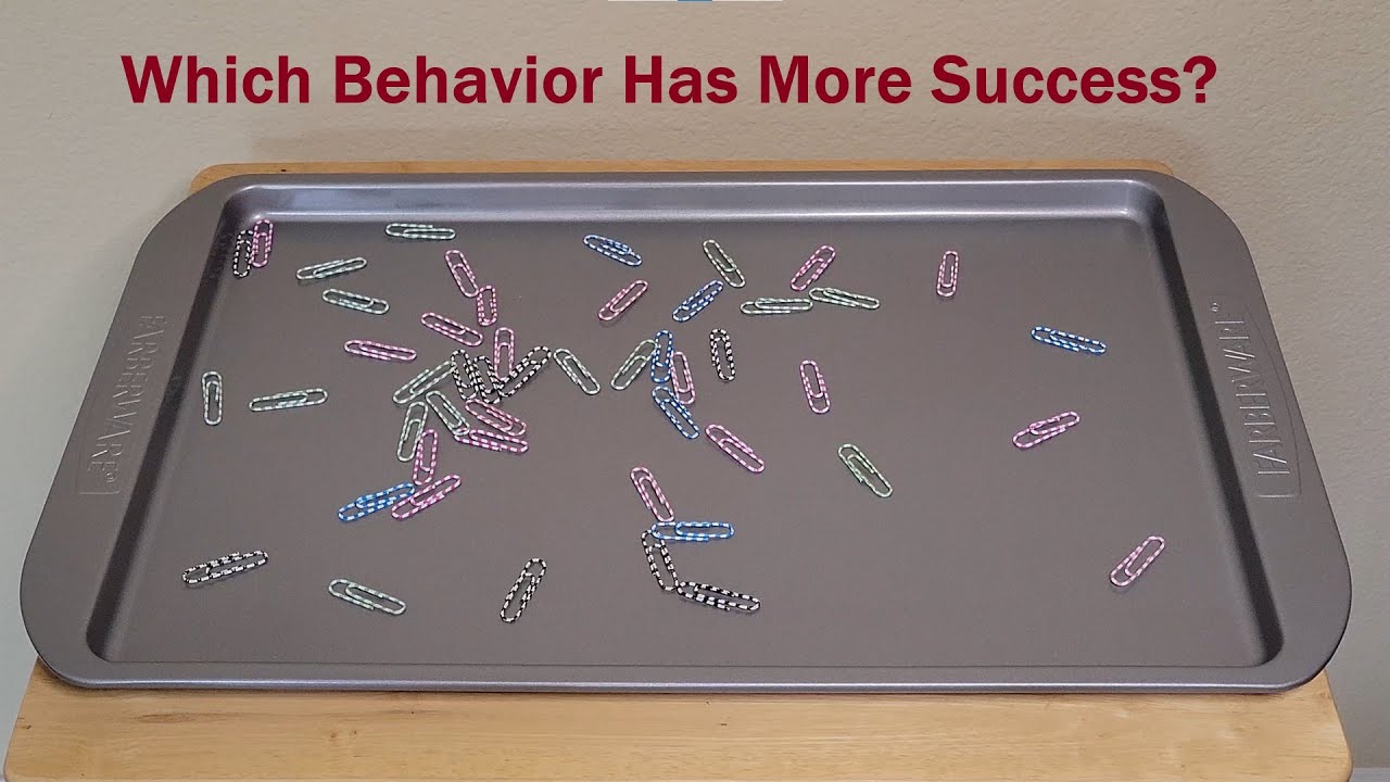 Science Lab - Which Behavior Has More Success? - YouTube