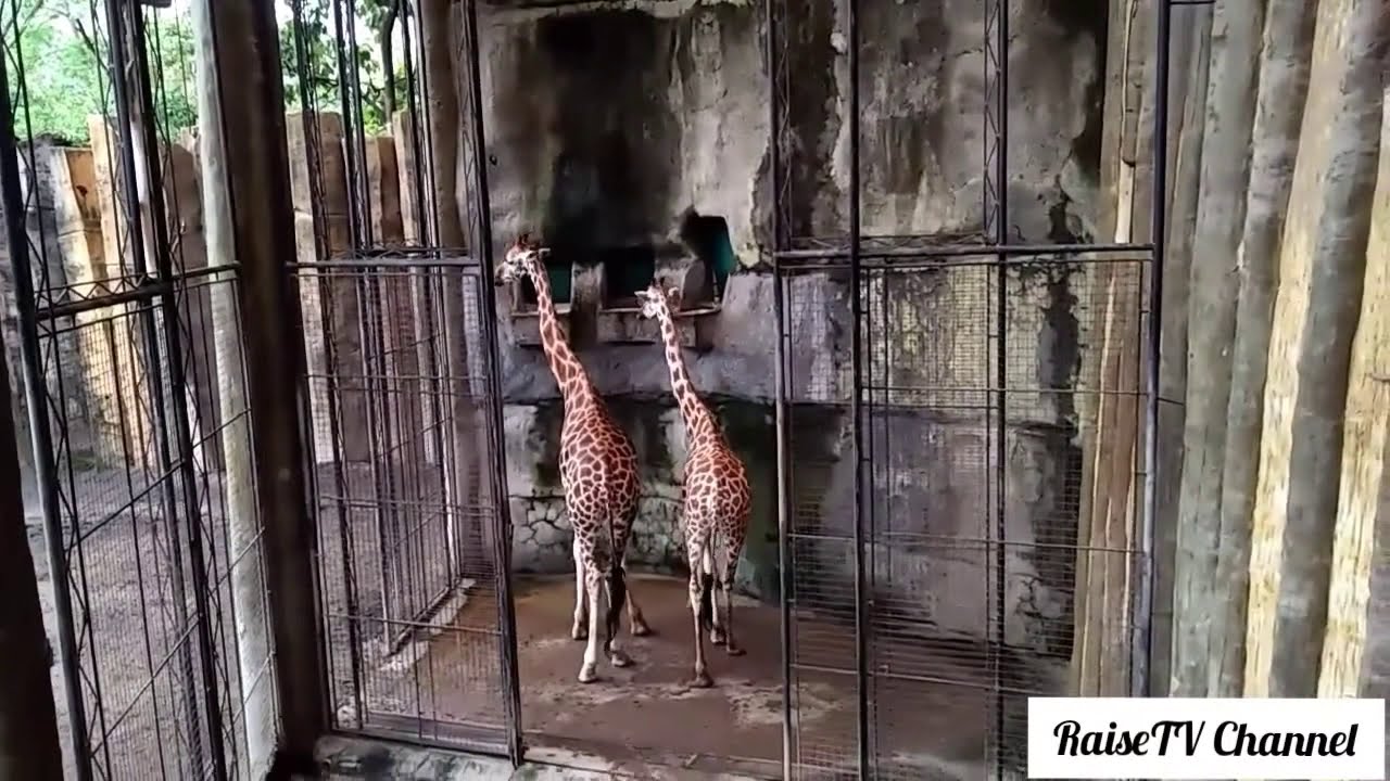 AVILON ZOO-PRIVATE ZOO| SHORT TOUR| MONTALBAN, RIZAL| MA RaiseTV - YouTube