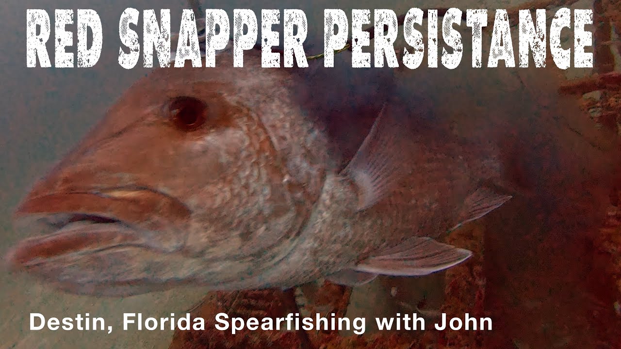 Red Snapper Spearfishing Persistance - Destin Florida - YouTube