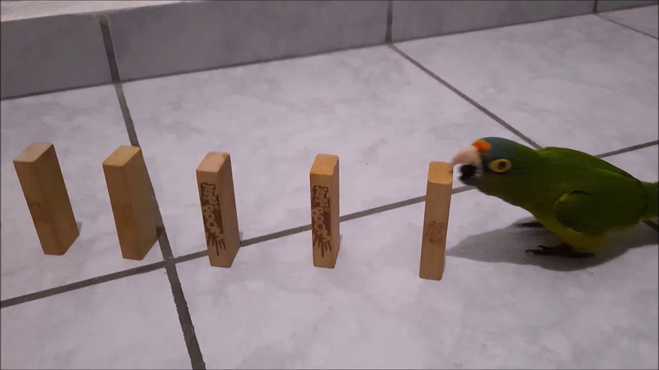 Pericos jugando 2 III - YouTube