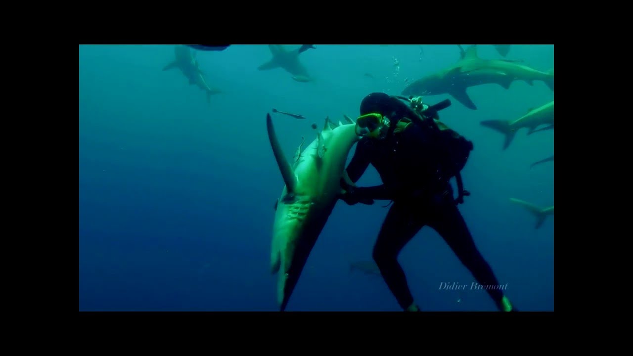 Requin bordé (Carcharhinus limbatus) Afrique du sud - African ...