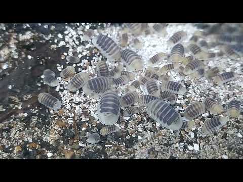 Cubaris Jupiter Isopod - YouTube