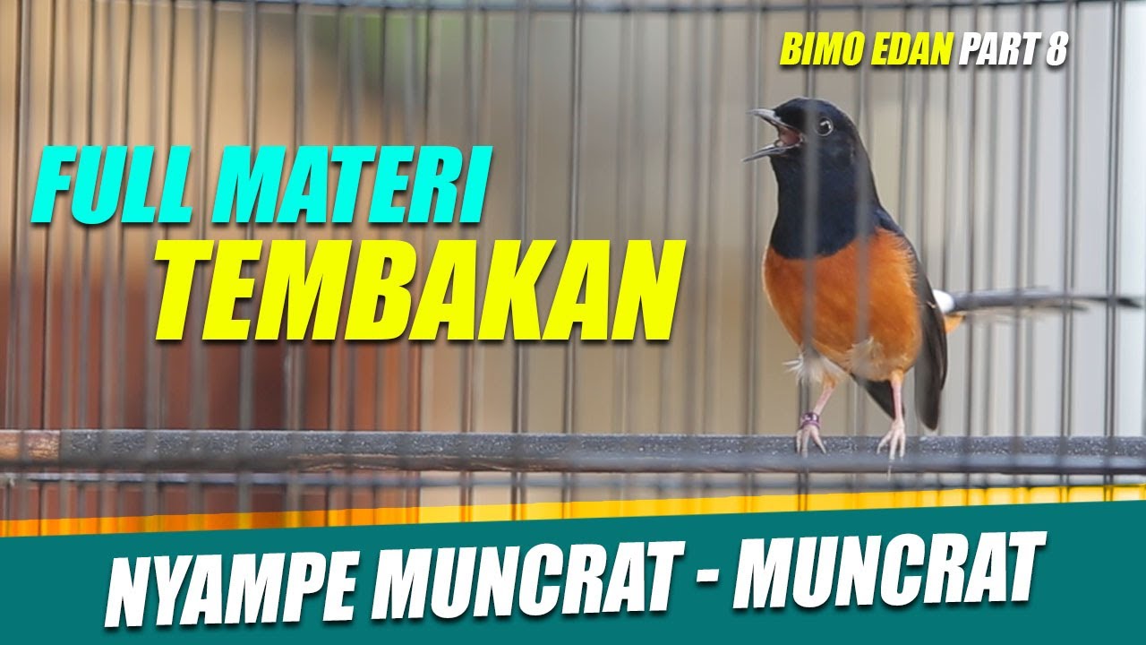 Murai Gacor Full Tembakan !! materi tembakan sampe muncrat - muncrat_shama bird long singing ...