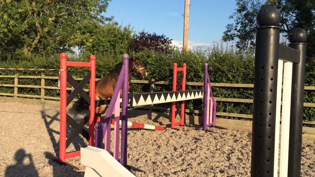 Taz loose jumping 1m25 - YouTube