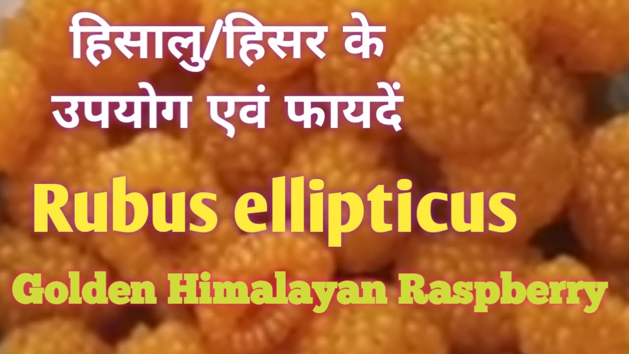 Rubus ellipticus, #Rubusellipticus,#Hisalu,#Hisar,#wildfruits,#berries ...