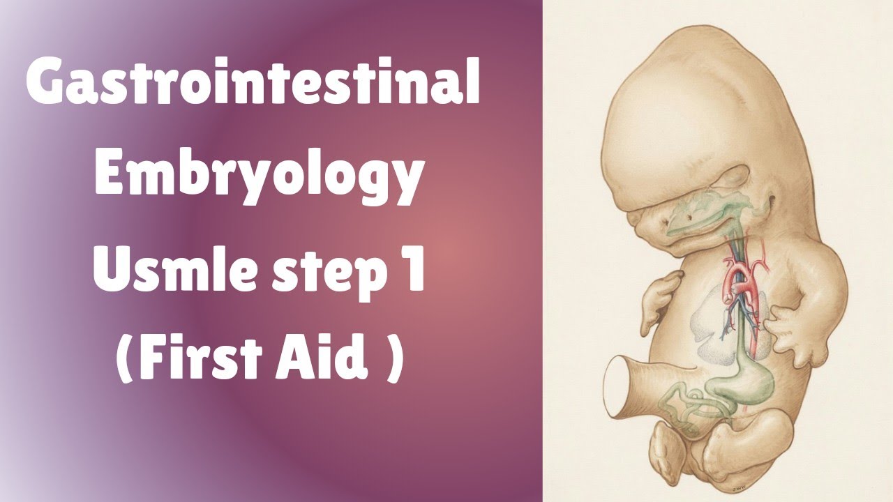 Embryological development of the Hematopoietic system (Blood components ...