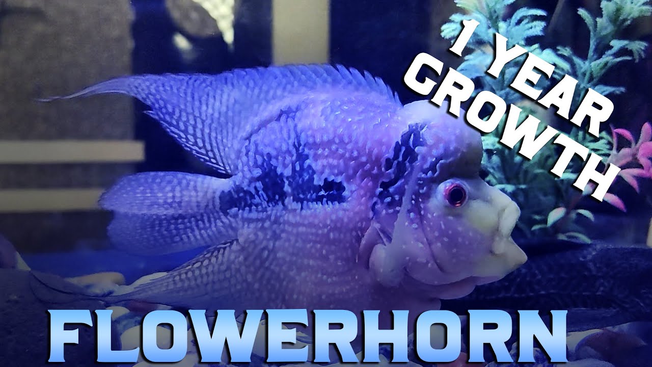 SHORT BODY FLOWERHORN GROWTH AFTER 1 YEAR 2021 | SHORT BODY FLOWERHORN ...